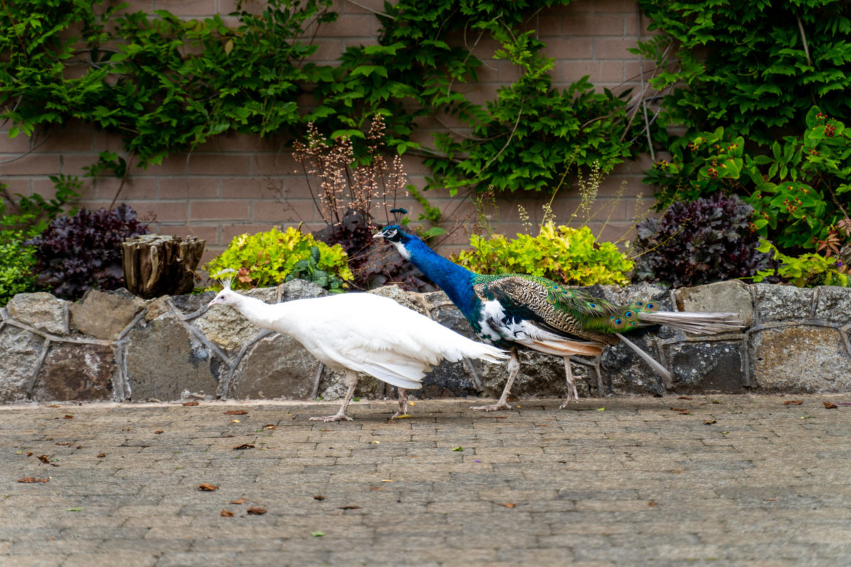 Home - Dunadry Hotel and Gardens